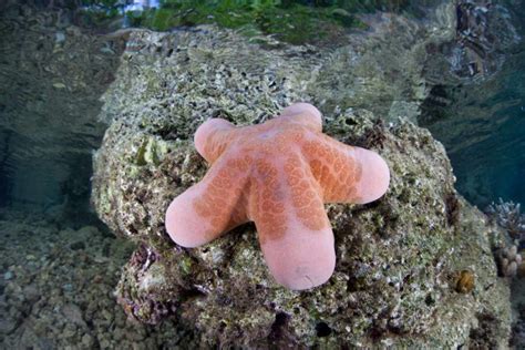 Interesting Facts About Pretty Starfish World Inside Pictures