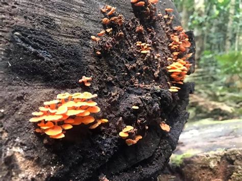 Python Rock Aussie Bushwalking