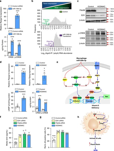 Enhancement Of Renin Transcription By Mir 106b 5p Modulation Of Ppar