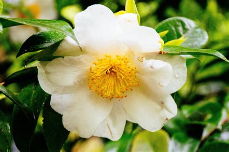 30 Types Of White Flowers With Names And Pictures