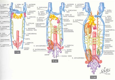 Pedi Cardiology Anatomy Netter Ivc Development