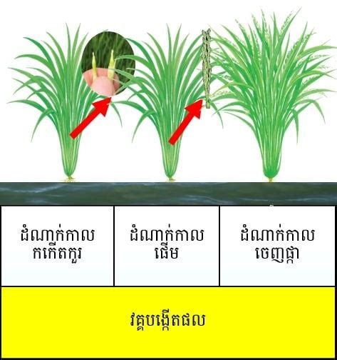 វគ្គបង្កើតផល ដំណាក់កាលករកើតកួរ បច្ចេកទេស កសិកម្ម