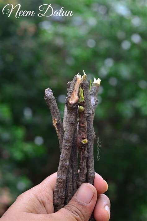 Neem Datun Benefits Of Brushing With Neem Sticks Wildturmeric