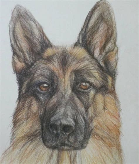 Как нарисовать овчарку легко 27 фото