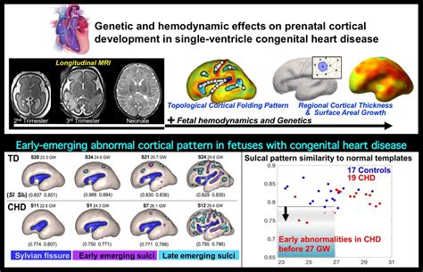 Fetal Brain Development Cortical Regional And Graph Based Pattern Analysis Neuroim Lab