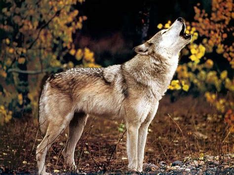 [400 ] Wolf Pictures