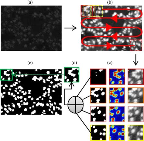 Figure 1 From A New Unsupervised Approach For Segmenting And Counting Cells In High Throughput