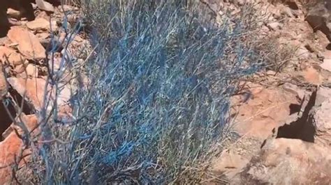 Buffelgrass Blues Campaign Kicks Off In Phoenix Parks To Combat An