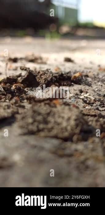 Ground Termites Stock Videos And Footage Hd And 4k Video Clips Alamy