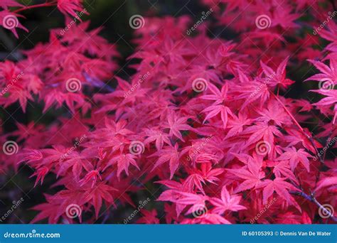 Pink Japanese Maple Stock Image Image Of Outdoor Garden 60105393