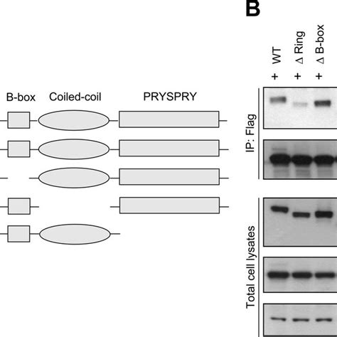 The Pryspry Domain Of Trim5 Is Required For Hsp70 Binding A Schematic