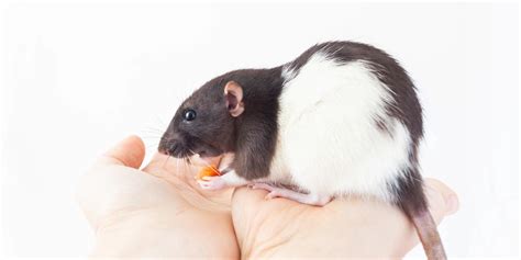 Wie Sie Das Herz Ihrer Ratte Für Sich Gewinnen ‒ In 3 Schritten Nau Tiere