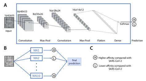 structure of the convolutional neural network and ensemble prediction