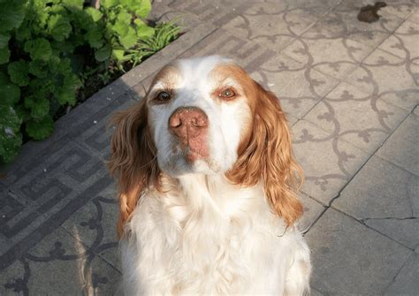 All Springer Spaniel Colours Pictures Spaniel Advisor