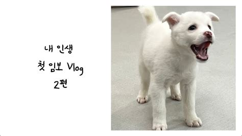 진도믹스 Vlog 2편 ㅣ 넌 정말 귀여워 Youtube