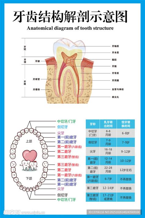 牙齿结构解剖示意图设计图海报设计广告设计设计图库昵图网