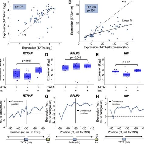 The Effect On Expression Of Tata Box And Initiator Inr Combinations