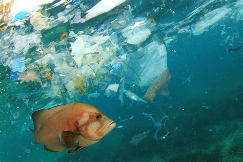 Record Microplastic Density Found On Mediterranean Seabed Daily Sabah