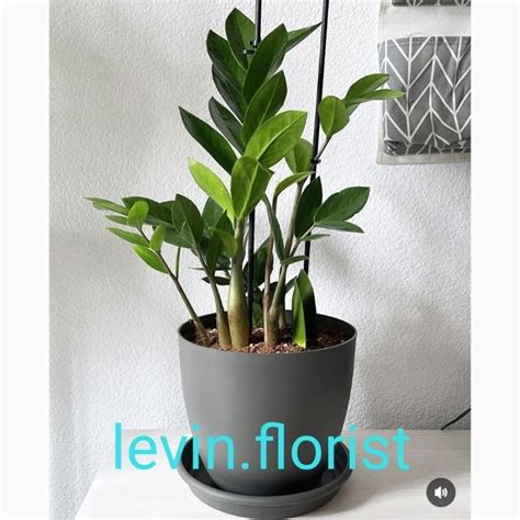Jual Zamioculcas Zamiifolia Samia Kulkas Bibit Tanaman Hias Bunga Estetik Shopee Indonesia