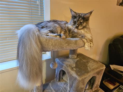 Xtra Floofy R Bottlebrush