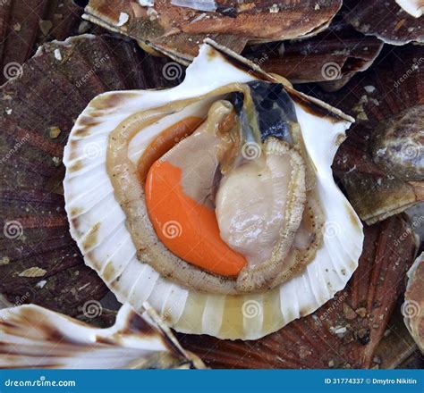 Scallops In The Shell Stock Image Image Of Scallop Clean 31774337
