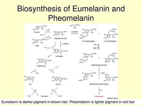 Ppt Understanding Genetics Of Human Eye Color Powerpoint Presentation