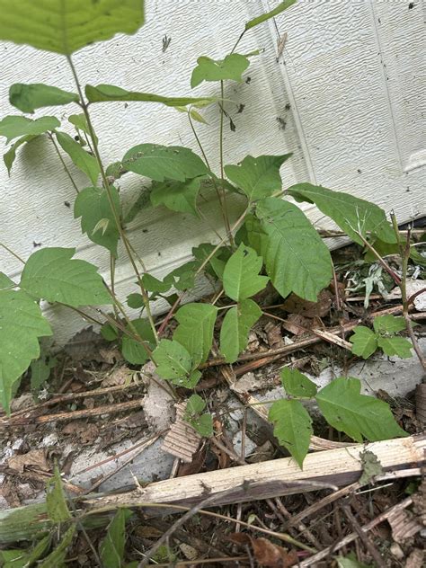 Confirming My Suspicions Rwhatsthisplant