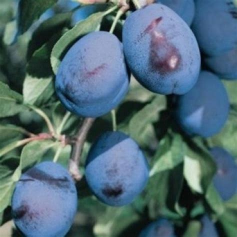 Pomi Fructiferi Prun Bluefree Semino Ro