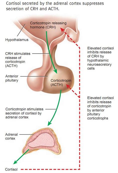 Cortisol Inhibition Secretion Negative Feedback Loop Crh Acth Cycle