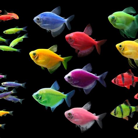 Pet Glofish Names At Jett Embling Blog