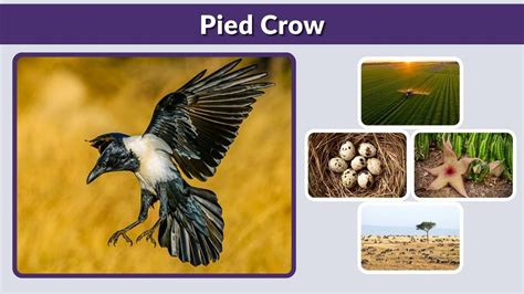 Pied Crow Habitat Diet Behavior And Bird Facts