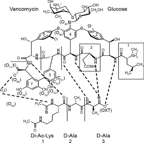 The Chemical Structure Of Vancomycin [19] Download Scientific Diagram
