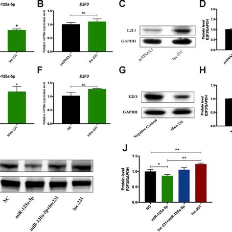 Expression Pattern Of Lncrna 2310043l19rik A Real Time Pcr Analysis