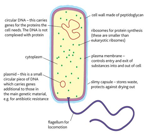 Tuberculosis Bacteria Structure