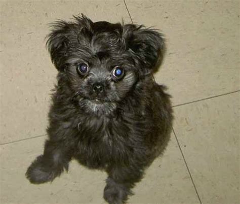 Pugapoo Pug Poodle Mix Info Temperament Puppies Training Pictures