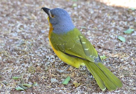 Grey Headed Bushshrike Nature Travel Birding