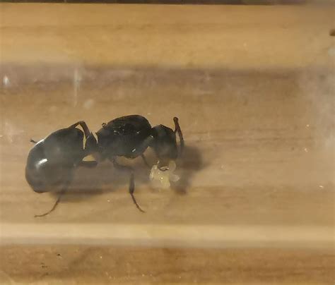 Polyrhachis Spinicola Queen Has Larvae Rantkeeping