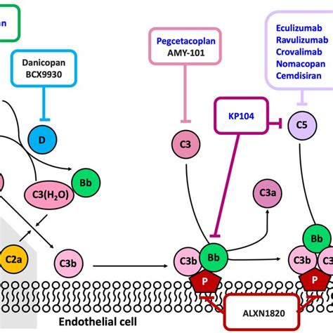 Schematic Representation Of Complement Alternative Pathway Activation