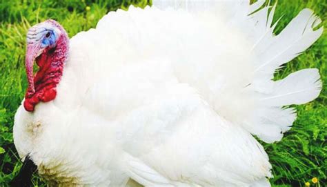 Conoce Las 9 Mejores Razas De Pavo Para Carne Gallinas Ponedoras