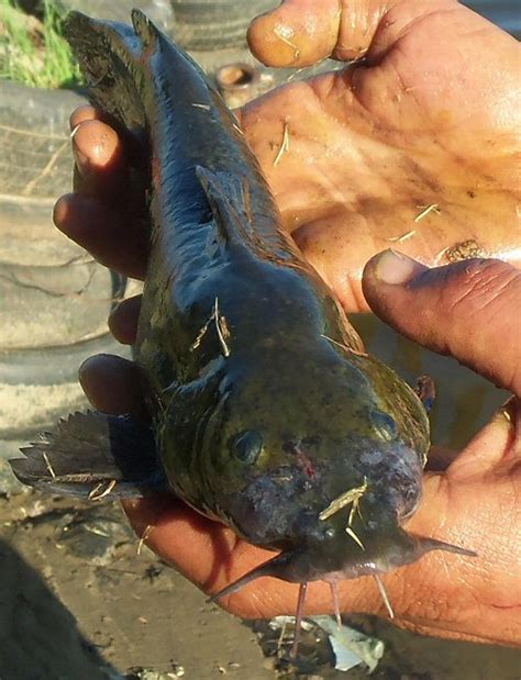 Austroglanis Sclateri