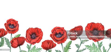 흰색 배경에 빨간 양귀비가 있는 완벽 한 테두리입니다 프로방스 꽃의 수채화 그림 초원 꽃이 만발한 경계선 식물 식물 엽서 초대장 옷에 적합합니다 꽃 나무에 대한 스톡 벡터