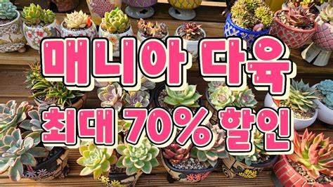 매니아다육 할인판매 ️💛💜 Youtube