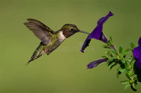 Ruby Throated Humminbird Stock Image Image Of Nectar 280455719