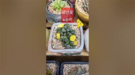 취미는다육 당선꽃 다육이 Youtube