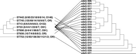 Tanglegram Based On The Topology Of Neighbor Joining Trees Of The