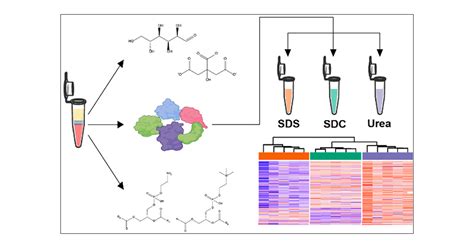 Proteome Coverage After Simultaneous Proteo Metabolome Liquidliquid Extraction Journal Of