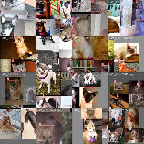 通过yolov5进行猫狗检测 猫狗目标检测器 csdn博客