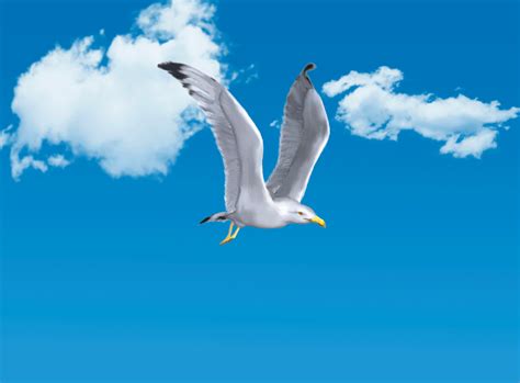 Animated Bird Flying Images And Animations 100 Free