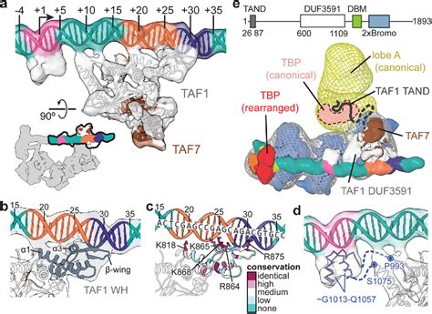 Figure 2 From Structure Of Promoter Bound Tfiid And Insight Into Human
