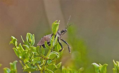 Assassin Bug Habitat Hortson Hunting Wasp Mimic Assassin Bug Zelurus